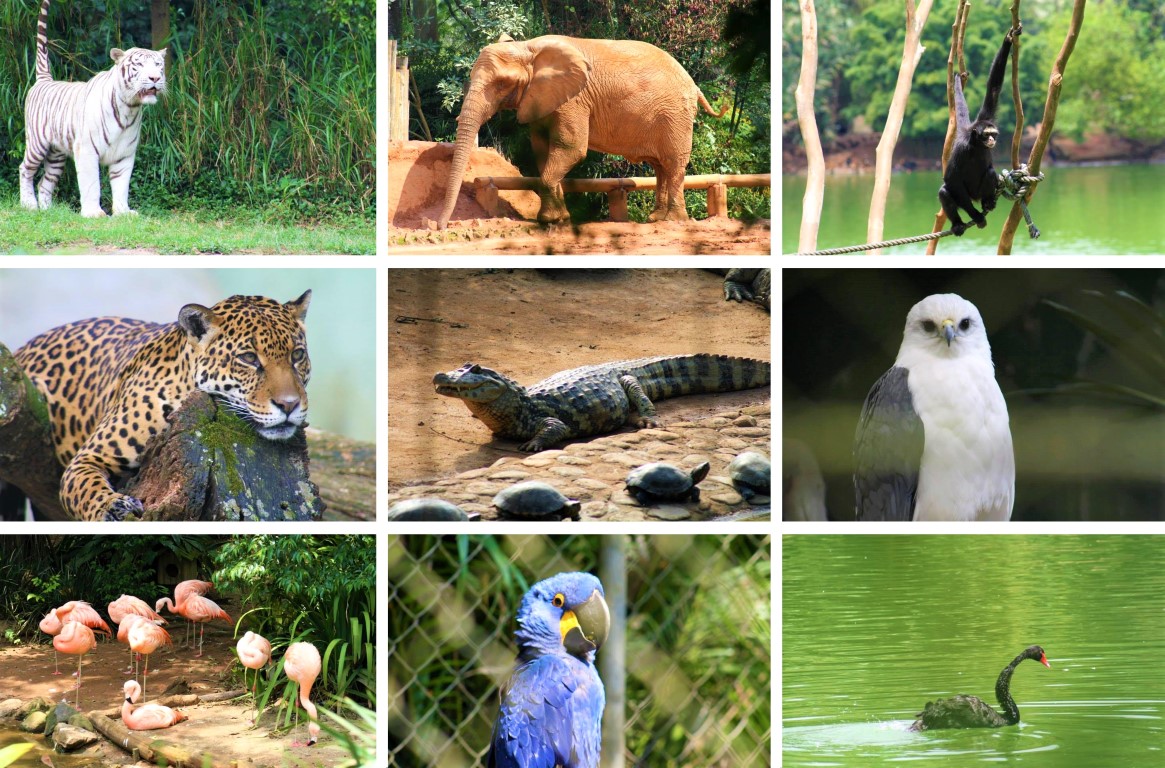 Zoológico de São Paulo - Apatej